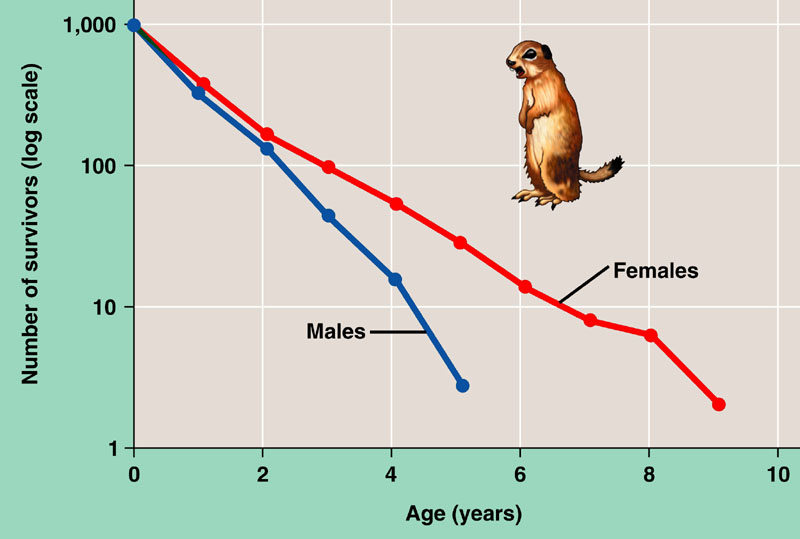 Survivorship curve html 52 04SquirrelSurviorCurve jpg